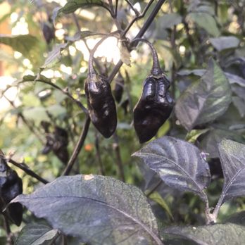 MUSSO FARMS - Updated December 2025 - 33 Photos & 21 Reviews - 35779 ...