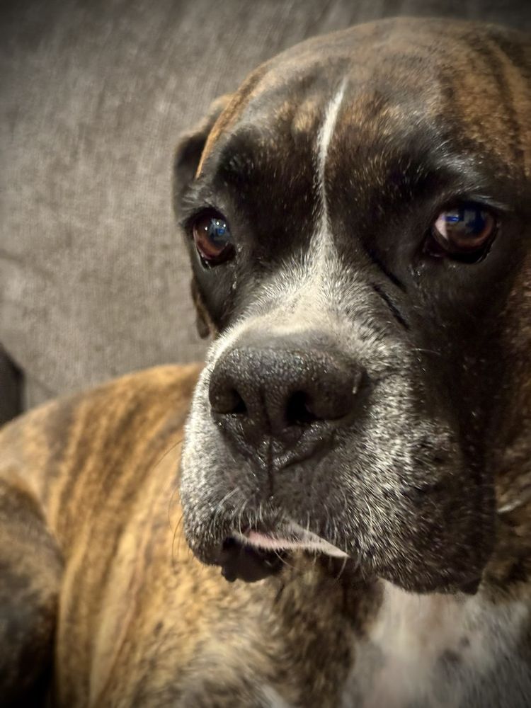 GRADY ANIMAL HOSPITAL - Updated October 2025 - 23 Photos & 111 Reviews ...