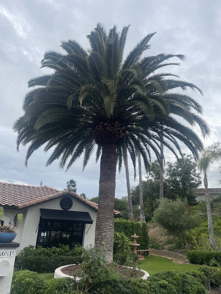 SANTOS PENA TREE CARE AND SERVICES - Updated December 2025 - 134 Photos ...