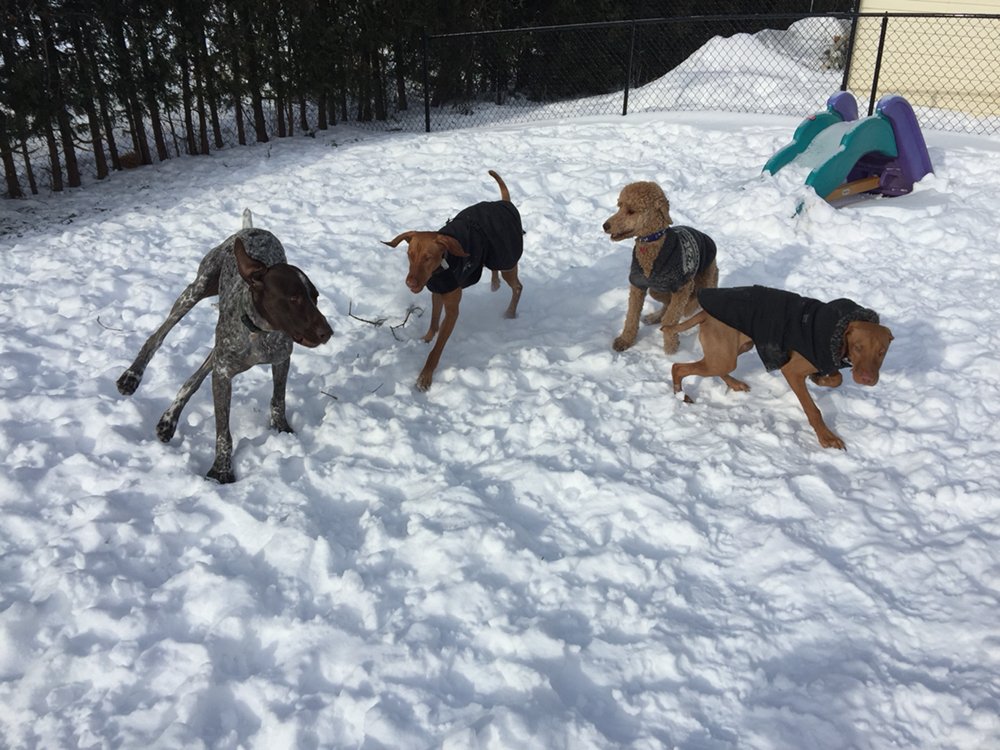 HAPPY PAWS DOG DAYCARE - Updated May 2024 - 28 Photos - 2502 Trim Road ...