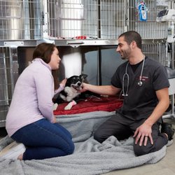 Best 24 Hour Emergency Vet Near Me - March 2025: Find Nearby 24 Hour ...