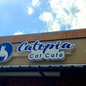 CATOPIA CAT CAFE - Updated December 2025 - 108 Photos & 48 Reviews - 8001 Wyoming Blvd NE ...