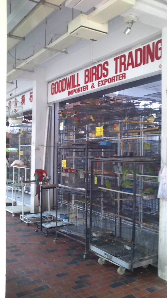 GOODWILL BIRDS - Updated September 2025 - Hougang, Singapore, Singapore ...