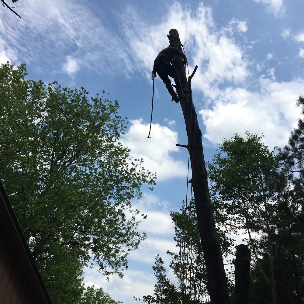 MORTON TREE - Updated August 2025 - 22 Photos - 535 Salisbury Ave ...