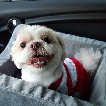 MOOCHI DOG SALON AND SUPPLY - Updated October 2025 - 253 Photos & 271 ...