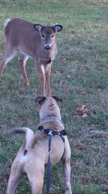 JOE PALAIA PARK - Updated January 2026 - Deal Rd And Whalepond Rd ...