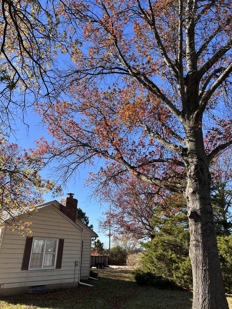 TREE KINGS URBAN FORESTRY - Updated July 2025 - 48 Photos - 12739 ...