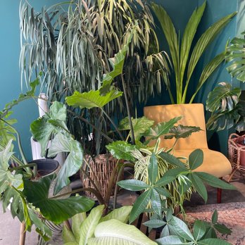 PLANTOEM - Updated June 2024 - 446 Photos & 97 Reviews - 3457 Waialae ...