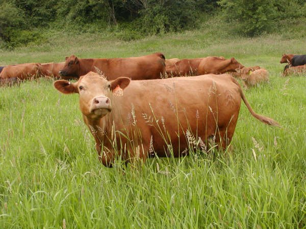 FOREST CATTLE - Updated May 2026 - 12 Photos - 1229 Pioneer Hwy ...