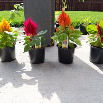 CASCADE GREENHOUSE - Updated December 2025 - 87 Photos & 30 Reviews ...