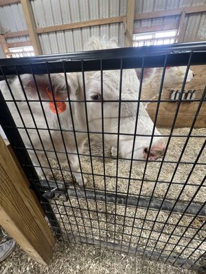 THE ROOT FARM - Updated May 2026 - 2860 King Rd, Sauquoit, New York ...