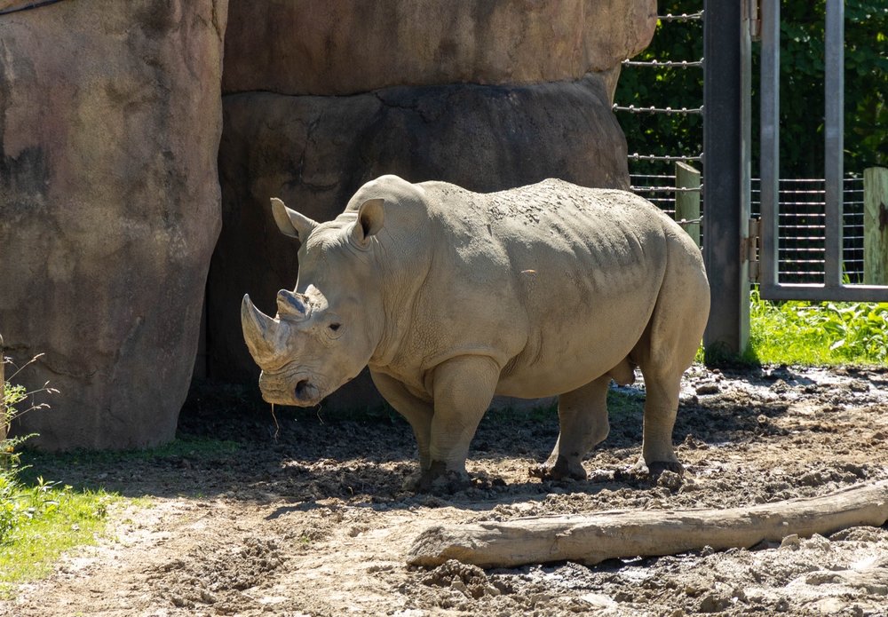 PEORIA ZOO - 73 Photos & 26 Reviews - 2320 N Prospect Rd, Peoria, IL - Yelp