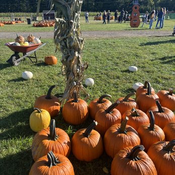 CONKLIN FARM U-PICK - Updated October 2025 - 105 Photos & 40 Reviews ...