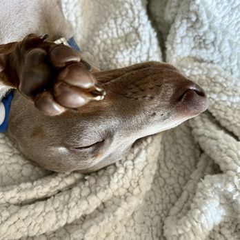 KARMA DOG TRAINING - Updated June 2024 - 615 Photos & 871 Reviews - Los ...