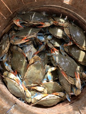 RUSTY CRABS - Updated September 2025 - 19 Photos - 60 Hickory Hill Rd ...