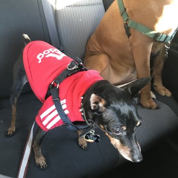 EMBARK PET SPA - Updated December 2025 - 44 Photos & 80 Reviews - 1208 ...