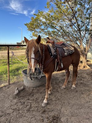 WESTCREEK TRAIL RIDES - Updated December 2025 - 109 Photos & 100 ...