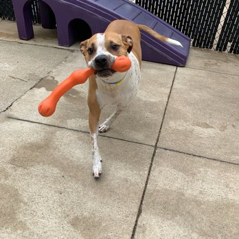 OLDE TOWNE PET RESORT - 113 Photos & 177 Reviews - 8101 Alban Rd ...