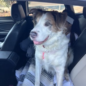 ALTA LOMA ANIMAL HOSPITAL - 107 Photos & 257 Reviews - 7289 Amethyst ...