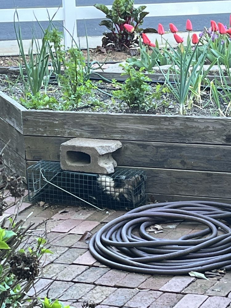 THOMAS WILDLIFE CONTROL - Updated May 2024 - 193 Photos & 117 Reviews ...