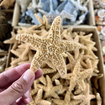 THE SHELL SHOP - Updated July 2025 - 212 Photos & 138 Reviews - 590 ...