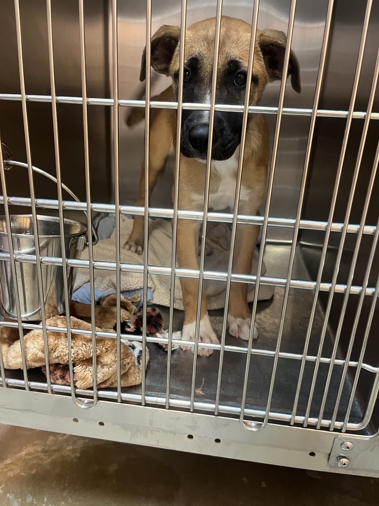 MONTGOMERY CO. ANIMAL CONTROL AND ADOPTION SERVICES - Updated December ...