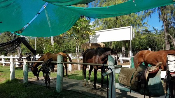 Honolulu Polo Club Updated April 2025 10 Photos 41 1062 Kalanianaole Hwy Waimanalo