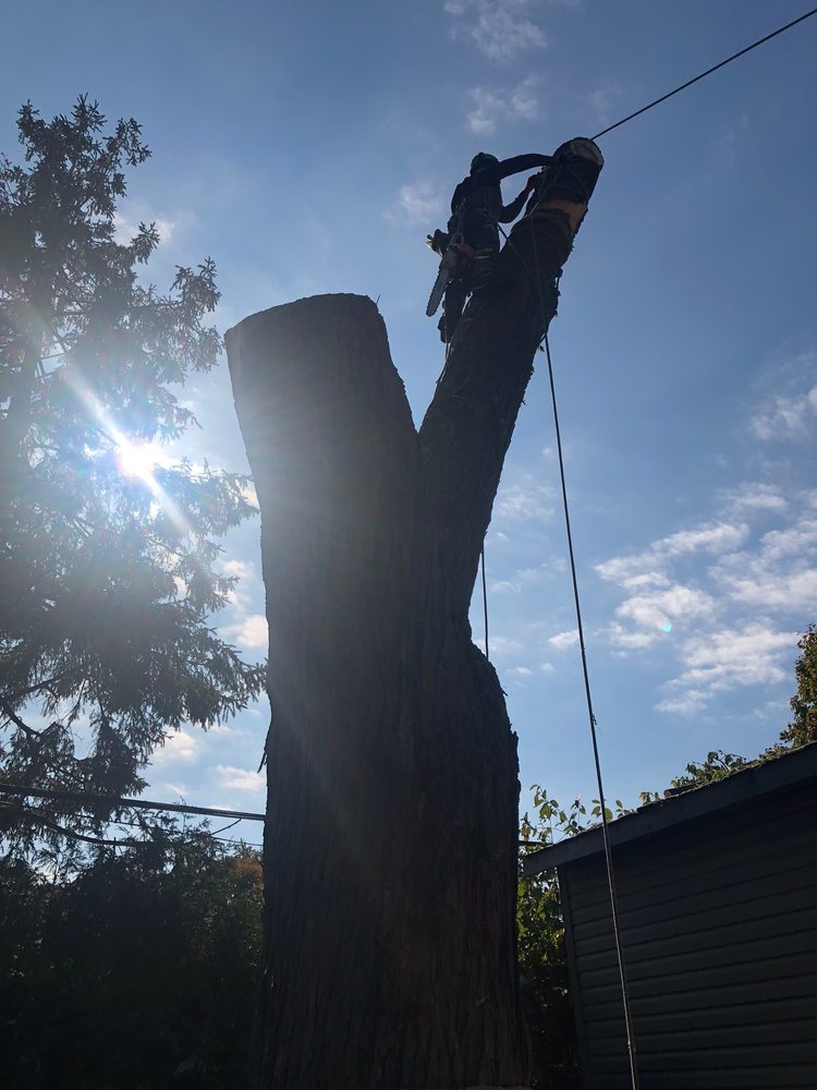 MATRIX TREE GROUP - 200 Bay Street, Toronto, Ontario, Canada - Tree ...