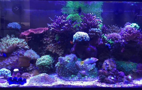 INFINITY FISH - 12 Photos - Aquarium Services - 13003 Murphy Rd ...