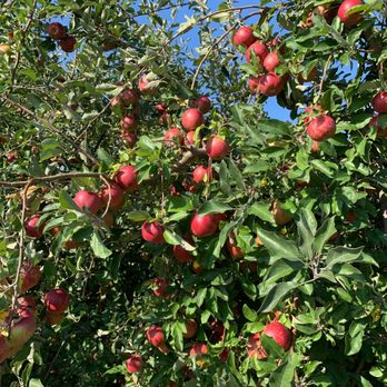 STUCKEY FARM ORCHARD AND CIDER MILL - Updated October 2024 - 178 Photos ...