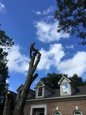 FAMILY TREE PROFESSIONAL TREE SERVICE - Updated July 2025 - 39 Photos ...