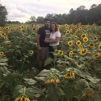 THE ANDERSON SUNFLOWER FARM - Updated May 2026 - 82 Photos & 25 Reviews ...