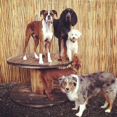 CAMP CROCKETT DOG DAY CAMP - Updated January 2026 - 17 Photos & 28 ...