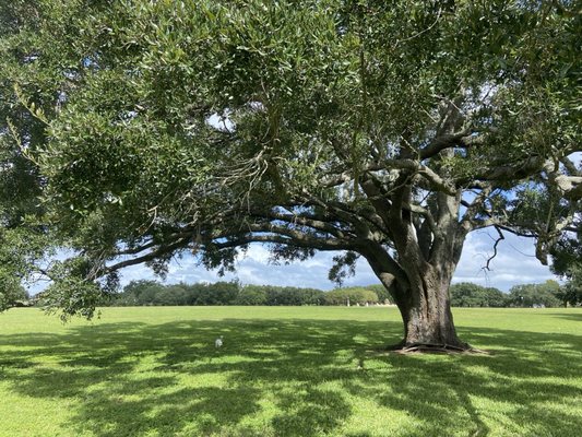 BLUE JACKET PARK - Updated October 2025 - 175 Photos & 58 Reviews ...