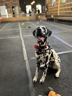 CYCLE DOG - Updated December 2025 - 50 Photos & 32 Reviews - 2056 NW ...