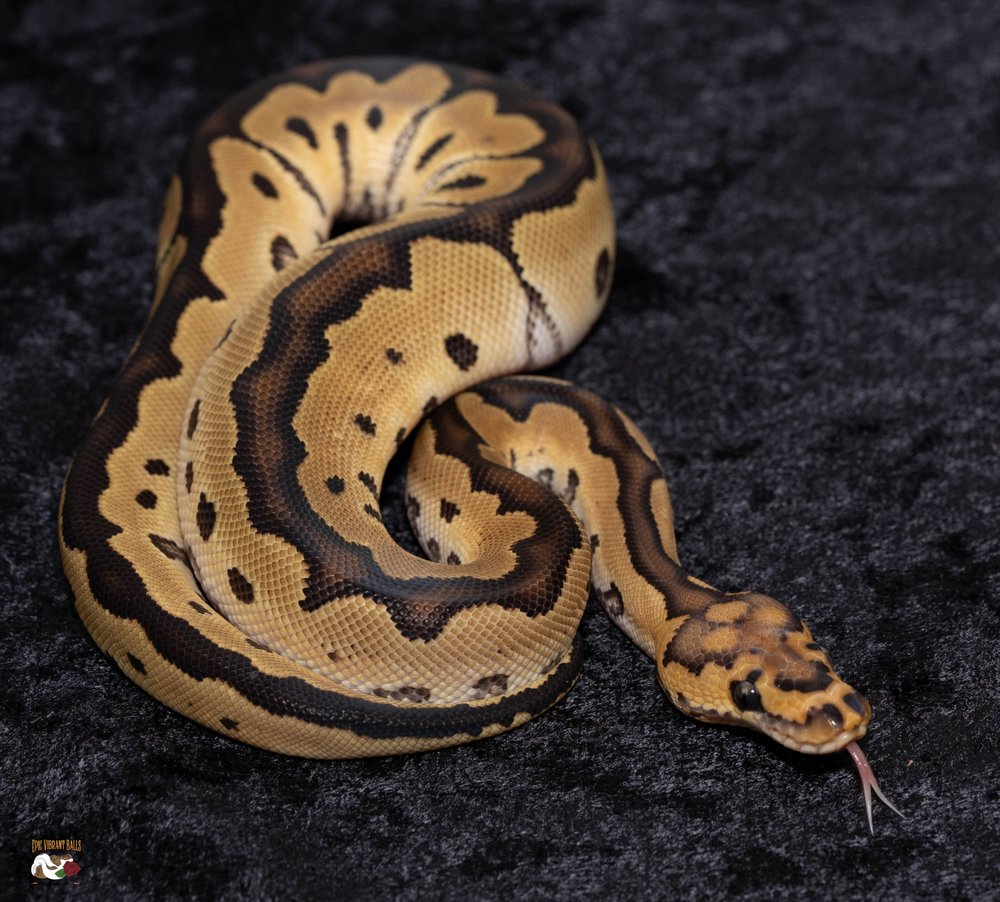 EPIC VIBRANT BALLS - Updated October 2024 - Request Information - 11 ...