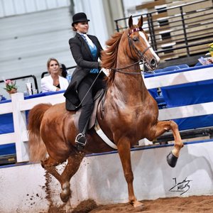 WILD ROSE EQUINE CENTER - 31 Photos & 17 Reviews - 17105 Old Pike Rd ...