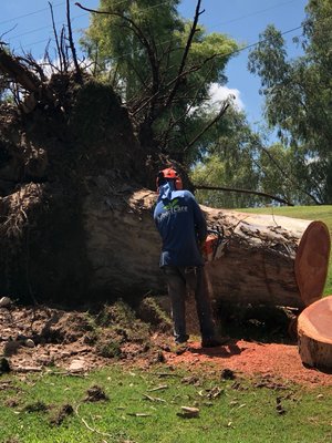 ARBOR CARE TREE SERVICE - Updated October 2025 - 267 Photos & 351 ...