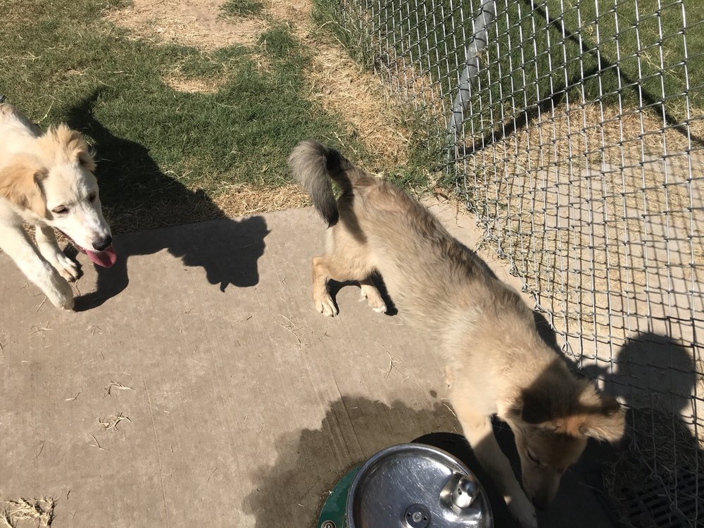 BARK PARK - Updated May 2026 - 23 Photos - 1131 S Main St, Muskogee ...