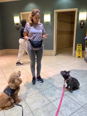 K9 SOLUTIONS DOG TRAINING - Updated January 2026 - 21 Photos ...