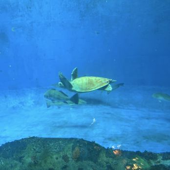 TEXAS STATE AQUARIUM - Updated August 2025 - 1233 Photos & 442 Reviews ...