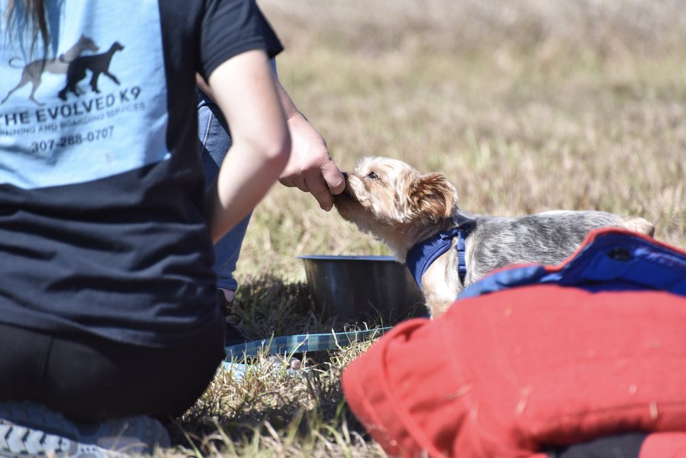 THE EVOLVED K9 - Updated February 2025 - Request Consultation - 310 SW Winding Hills Rd ...