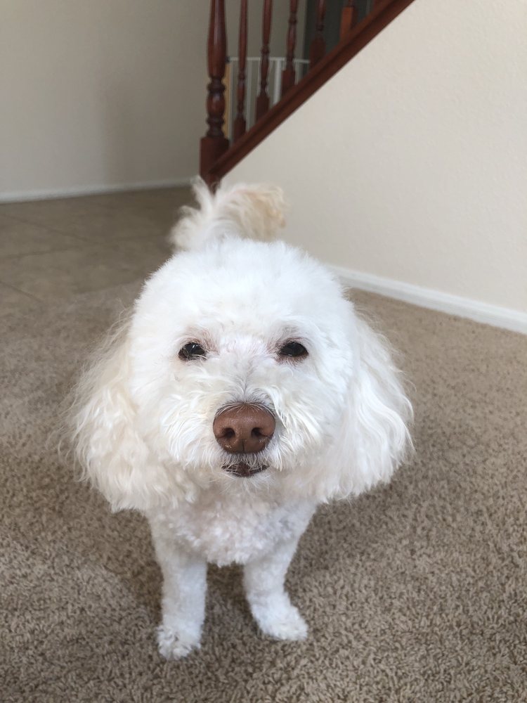 PAWS R US - 70 Photos & 51 Reviews - Pet Groomers - 2540 Anthem Village ...