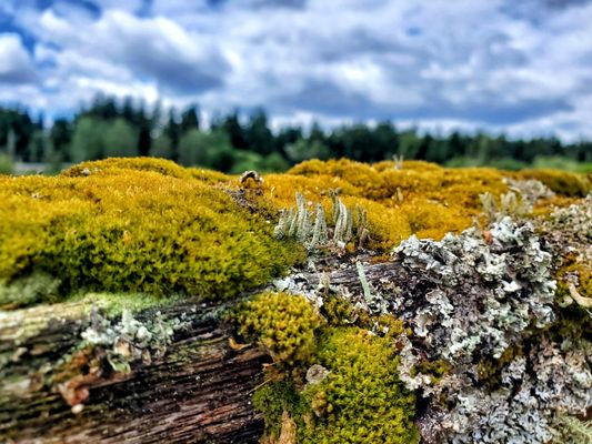 MERCER SLOUGH NATURE PARK - Updated May 2026 - 116 Photos & 32 Reviews ...