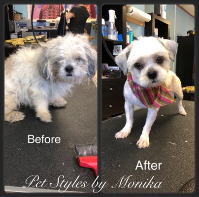 PET STYLES BY MONIKA - 74 Photos & 23 Reviews - Pet Groomers - 151 ...