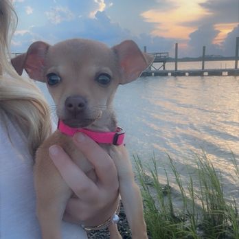 CHARLESTON ANIMAL SOCIETY - Updated May 2026 - 101 Photos & 63 Reviews ...