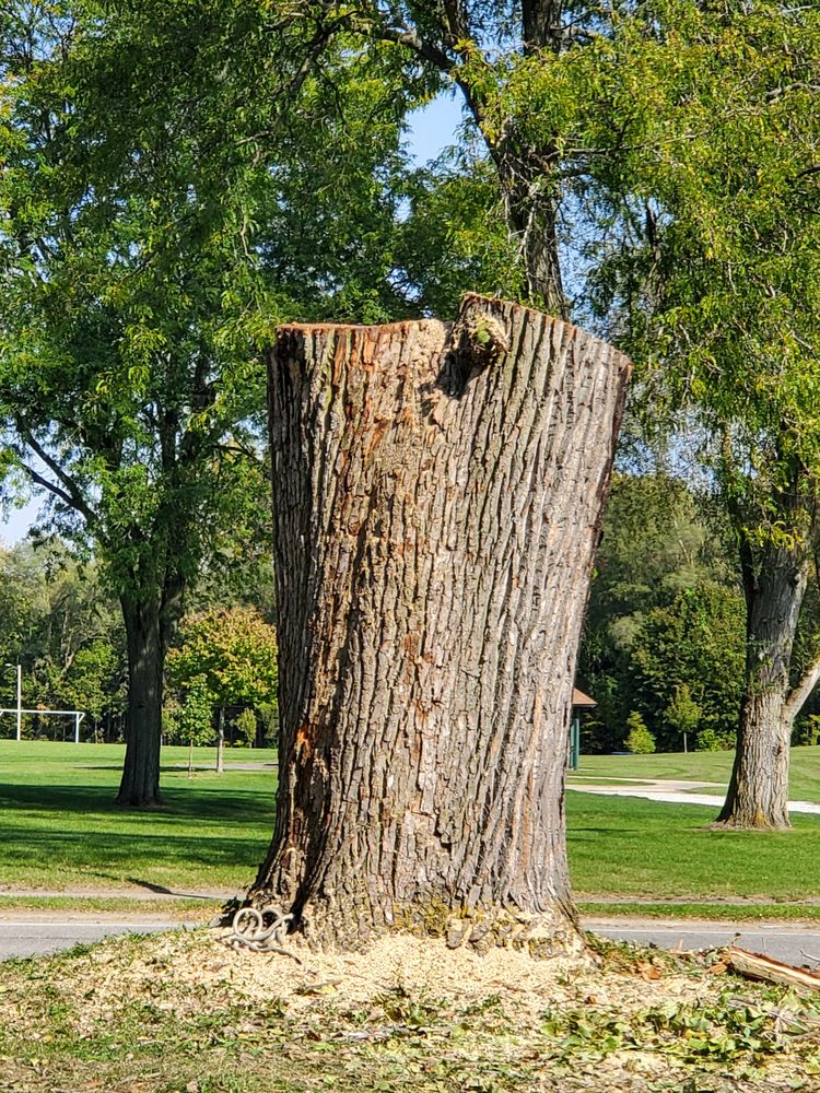 REYES TREE SERVICES - Updated October 2025 - 119 Photos - 1469 Rose Ave ...