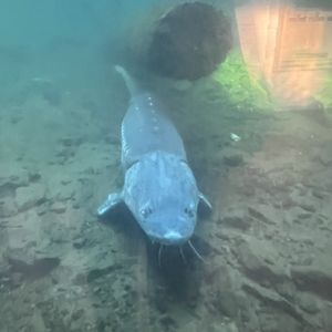 BONNEVILLE DAM FISH HATCHERY - 433 Photos & 104 Reviews - 70543 NE ...