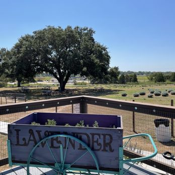 LULING LAVENDER FIELDS - Updated May 2024 - 108 Photos & 24 Reviews - 5 ...