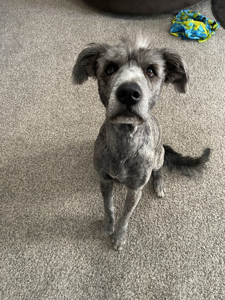 EVIE’S DOGGIE SPA - Updated November 2025 - 11701 Menaul Blvd NE ...